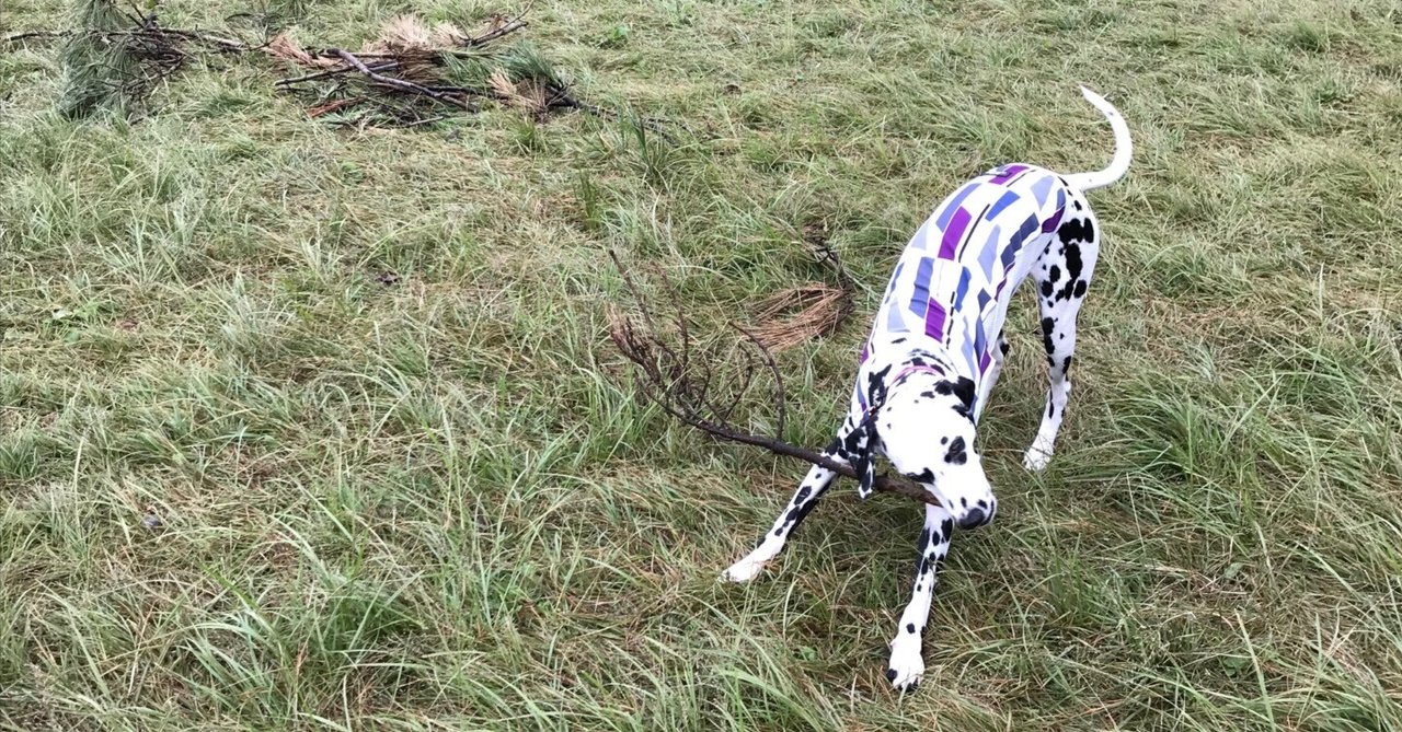 欲しいものがある限り、生きていける。｜Akemi Maruyama／コピーライター