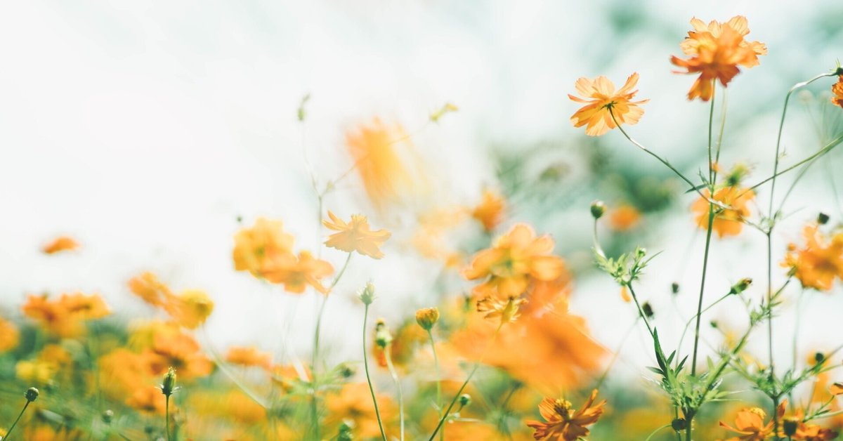 はじめてのnote｜spica