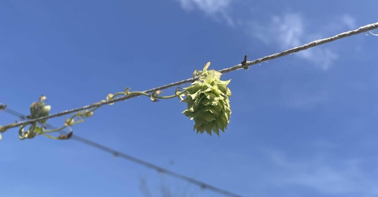 【養蜂生活1192日】｜yabusan（823）