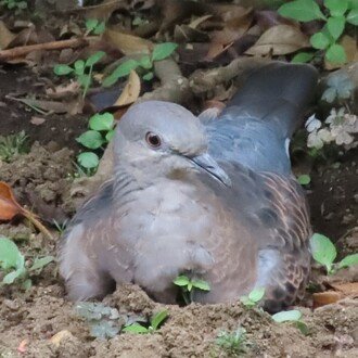 許可例外適用輸出管理（IEC：License Exception Implemented Export Controls）のECCN ...