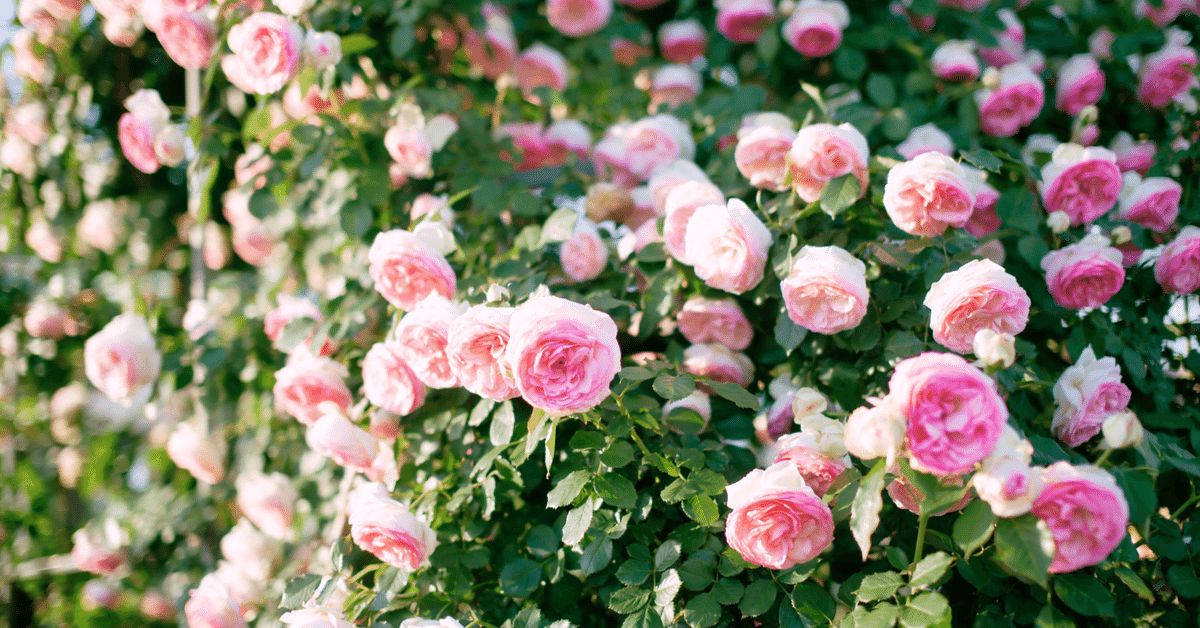 Toon meの使い方｜けい