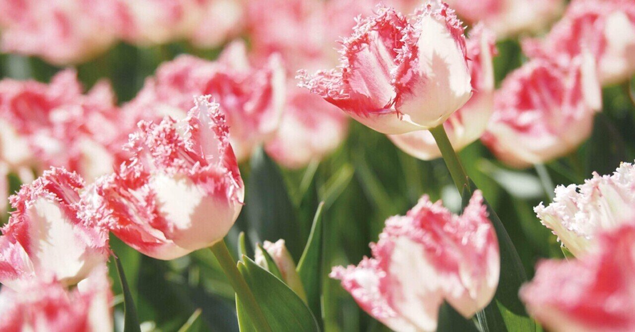 自己紹介｜risa/イメージコンサルタント