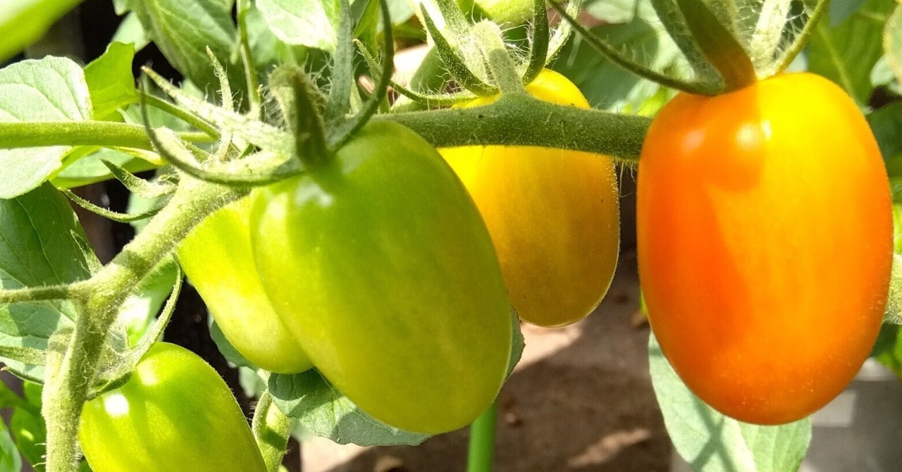 かわいいミニトマト 芽がでて大きくなるまで｜kame