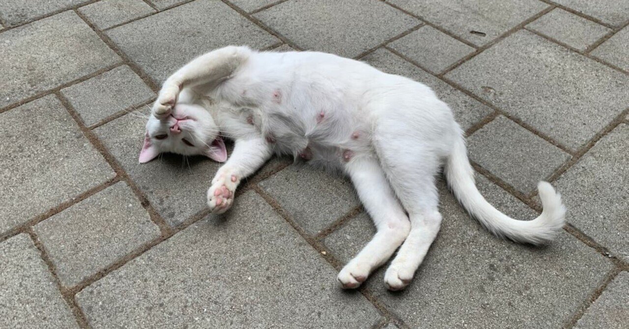 北マケドニア ゲストハウスボランティア滞在日記5日目｜Hide @Writerity, Inc.