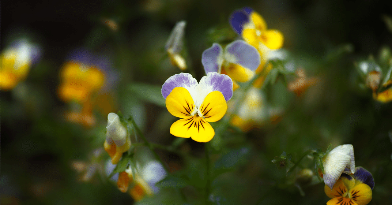 Makoto Shirasu｜note