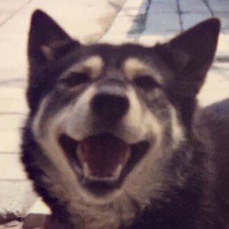 勉強期間半年でTQE翻訳実務検定(日英)に合格したので勉強方法を公開します。｜Zn