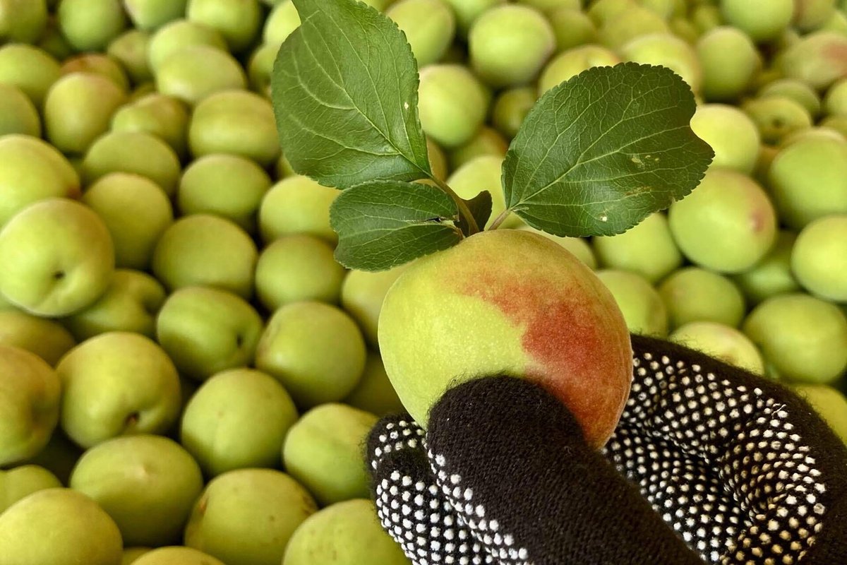 編集ライター、梅農家さんで働いてみた｜谷口由佳|Taniguchi Yuka