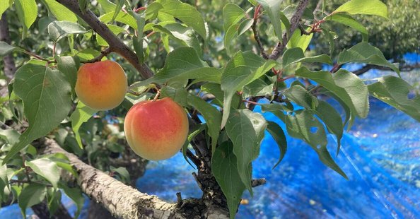 谷口由佳|Taniguchi Yuka｜note