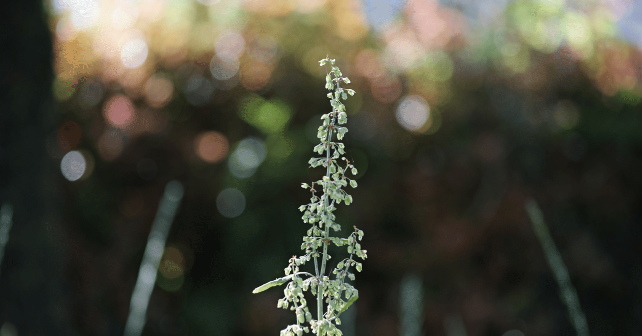 自己紹介・はじめてのnote｜moi