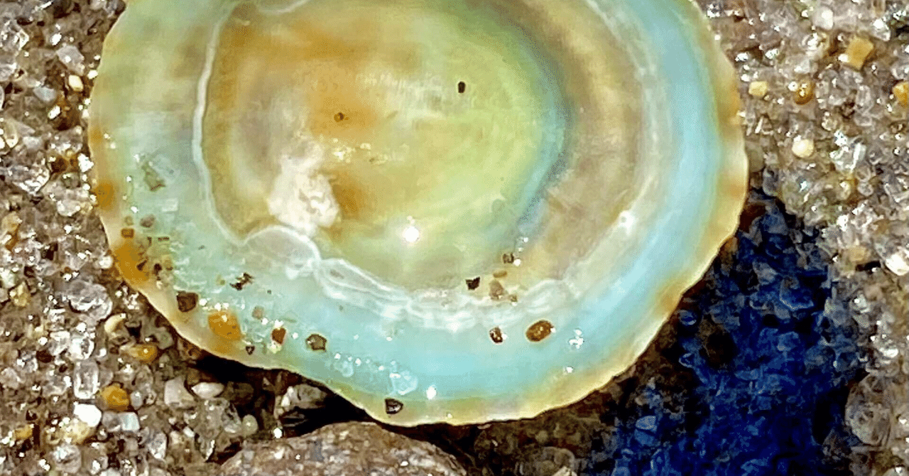 8/1 KIN25Red Crystal Serpent 銀河の音12｜Rainbow_Drops