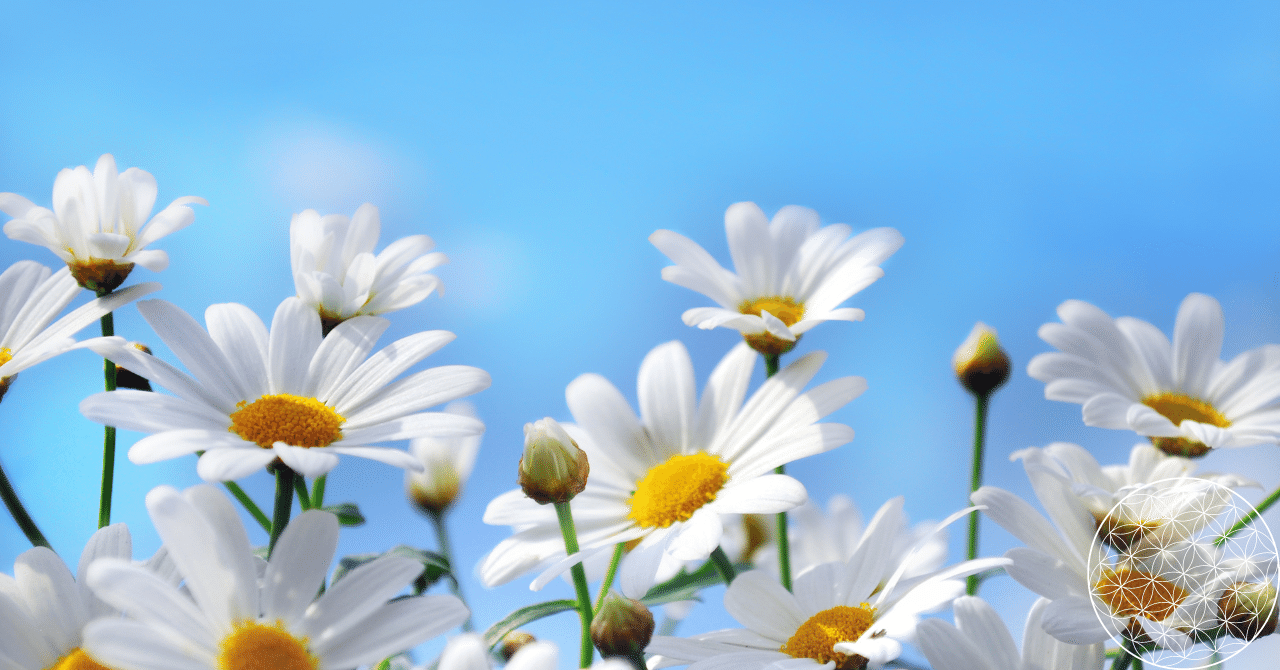 神性を生きる―アダマス・セント・ジャーメインからのメッセージ ｜Sydney Kaoru