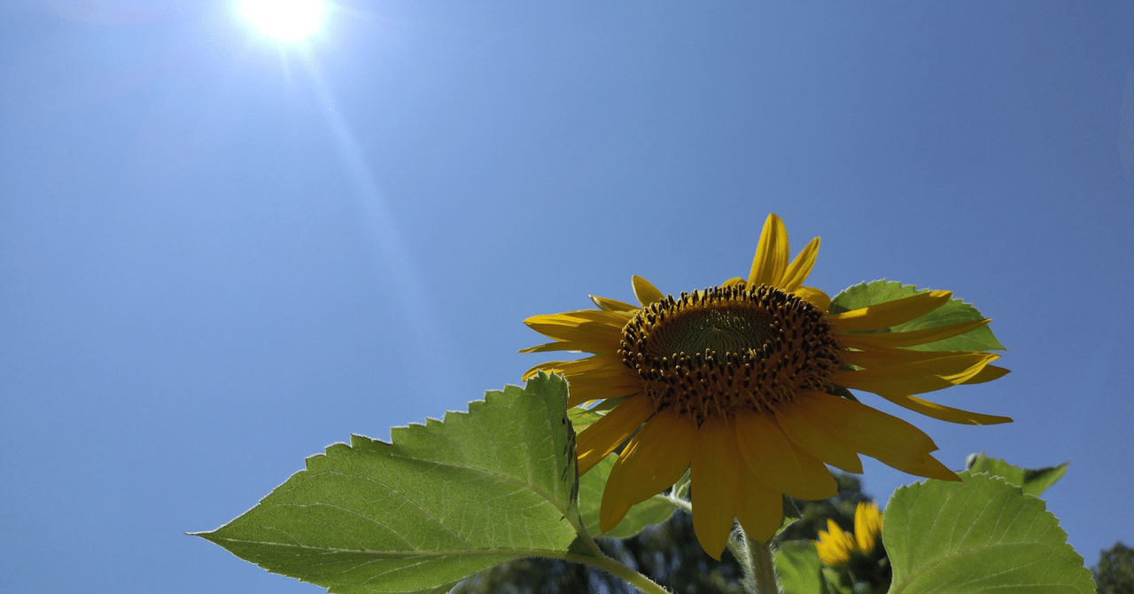 幼児とお出かけのススメ〜夏休み編〜｜codomoto.okum