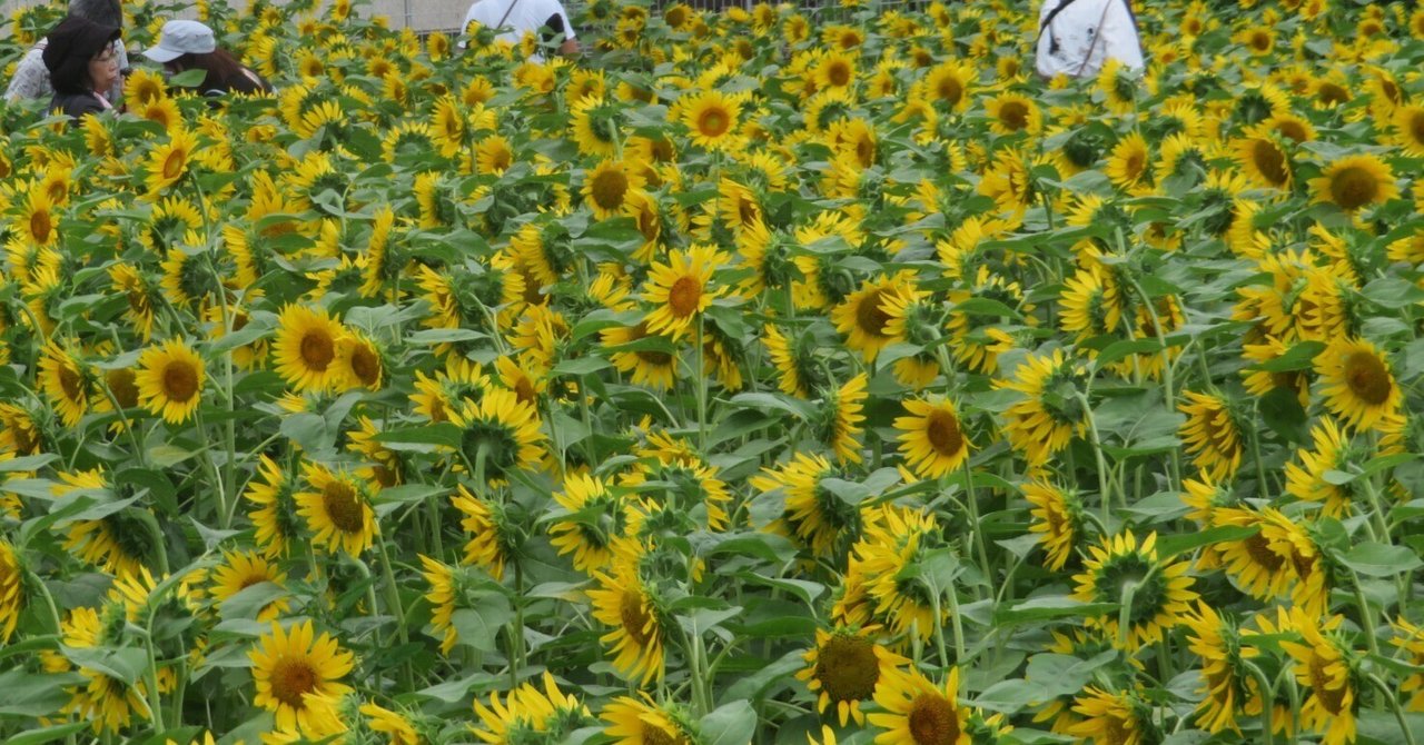 犬には罪作りなSNS｜hiro_taka84