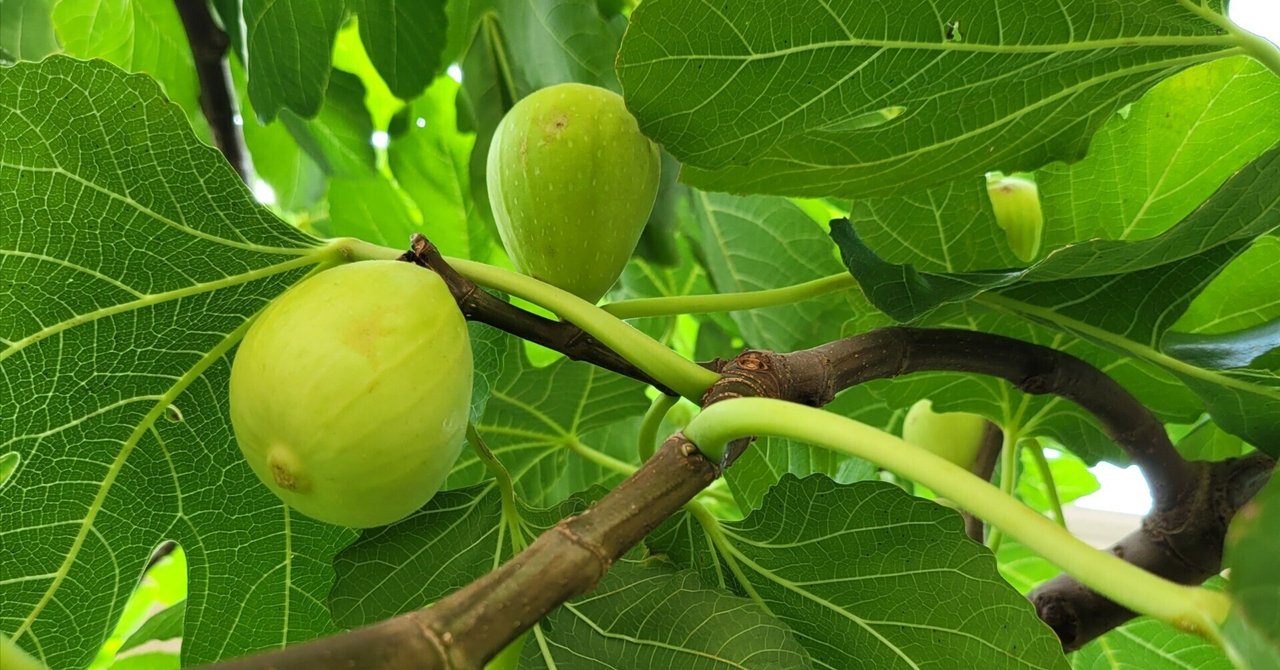 どこにも境界はない｜mayamoon