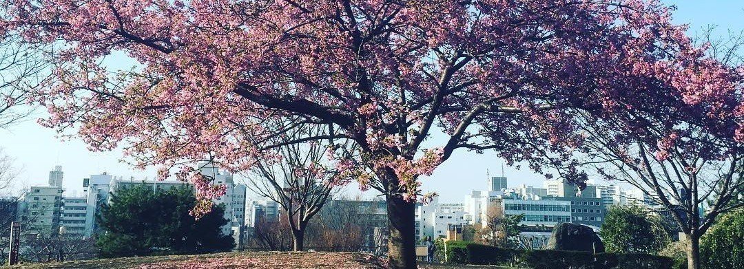 Daisuke Shibata｜note