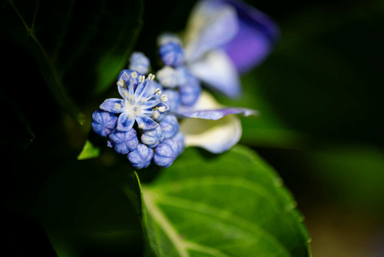 目覚めればわずかな風が風鈴に揺らぐガラスに朝日ちらばる #短歌 #写真｜Shinichi Sendagi