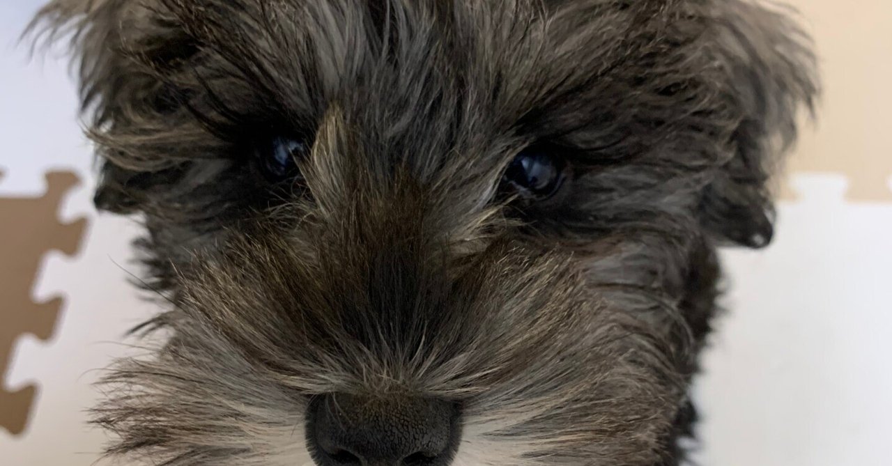 Coco チャンネル｜note