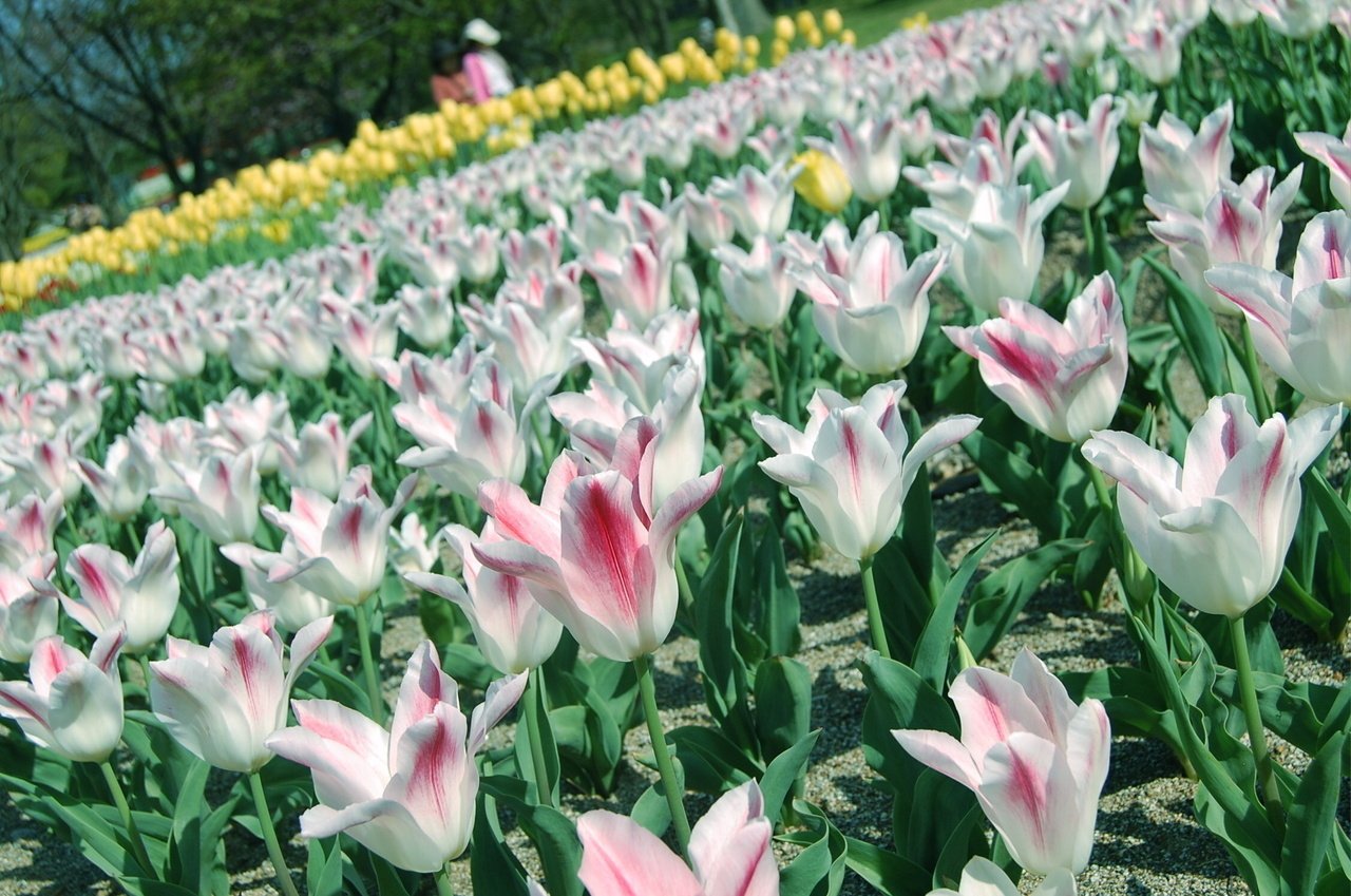 チューリップ｜t28-miya