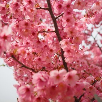 Ayami Matsuda｜note