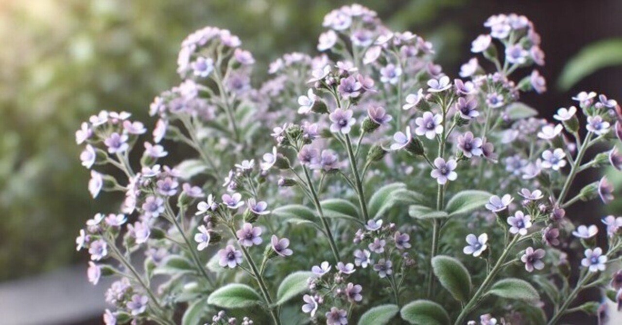 Hiroko Kawakami｜note