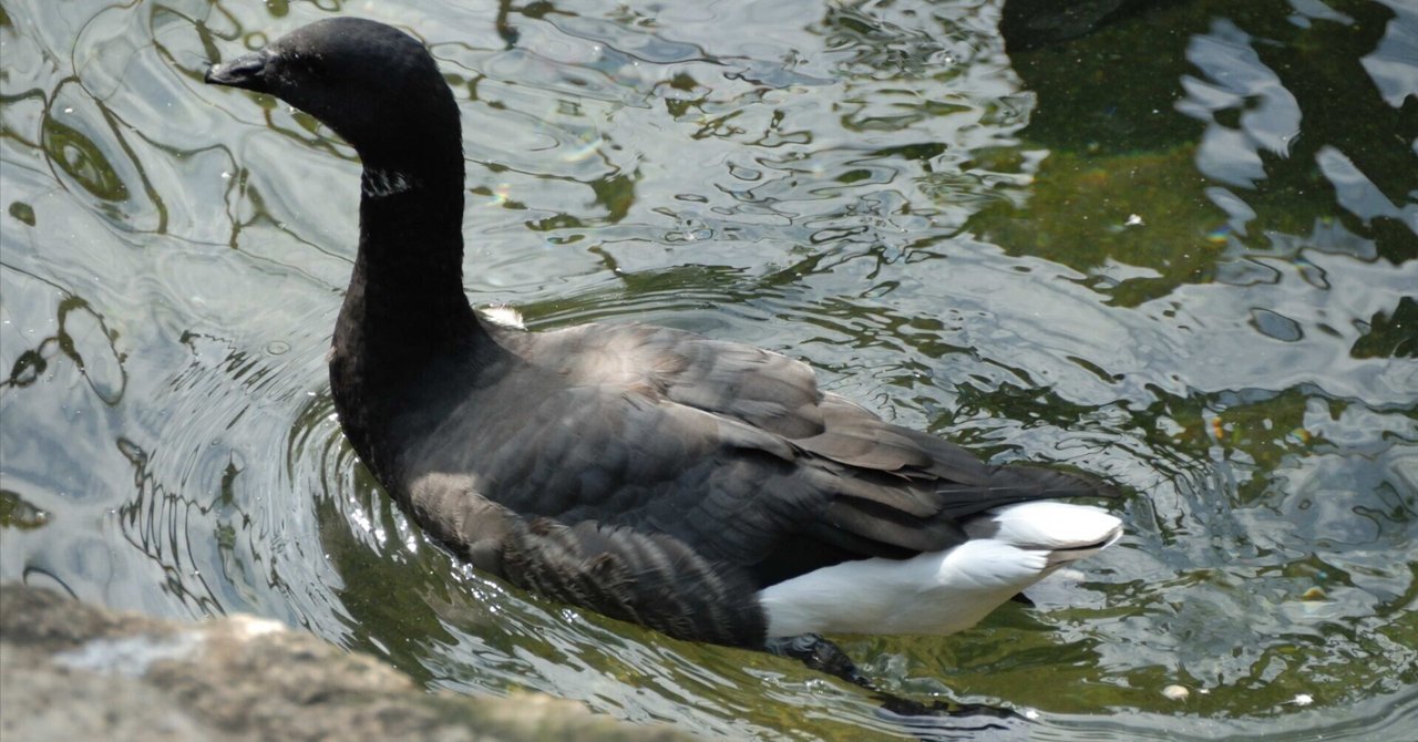 コクガン物語｜M_ayumi