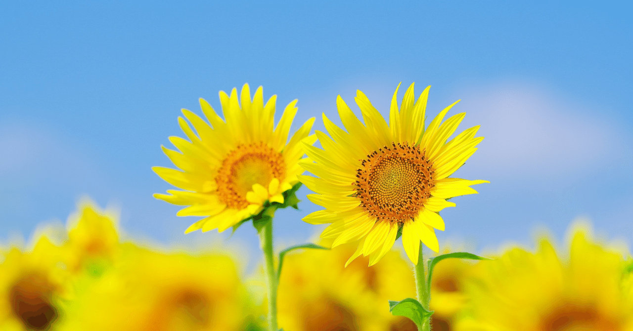 『ひだまりが聴こえる』5話（日本／テレビドラマ／2024）｜Jade Wang