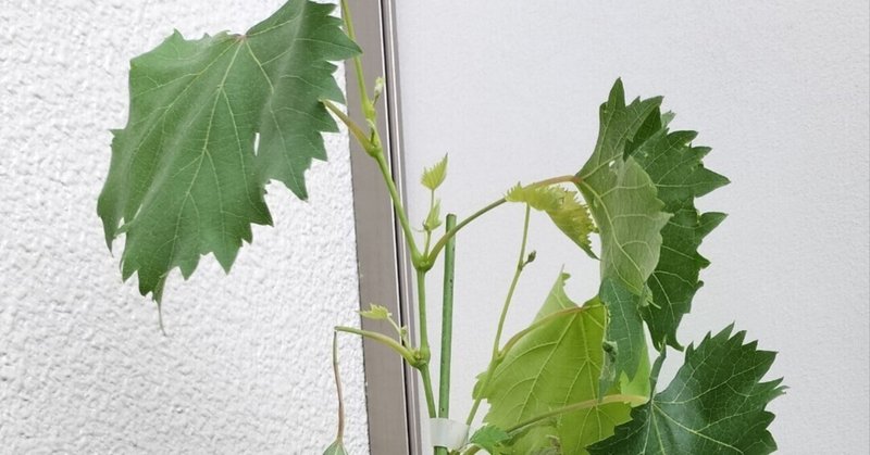 ベランダ果樹園｜note