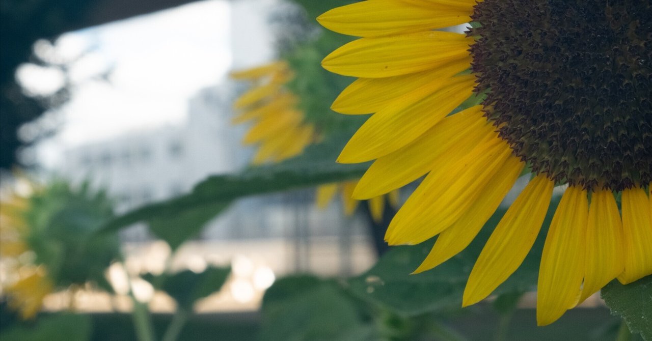 2024_HIMAWARI｜qtta_