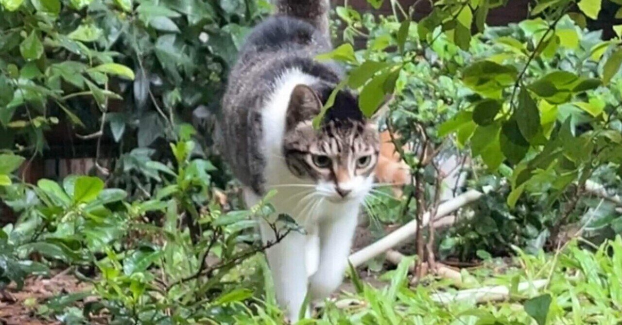 台湾の地域猫🐱｜サイツ@台湾ワーホリ中