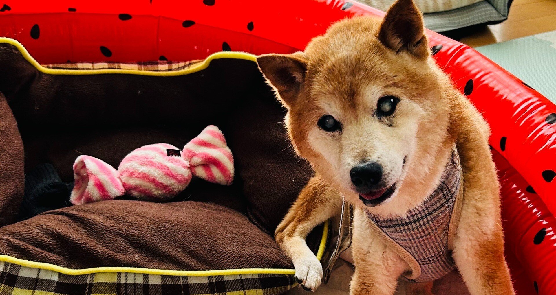 愛犬の好きなところ100個チャレンジ｜ぼぶだぼぶお(yoko)｜note