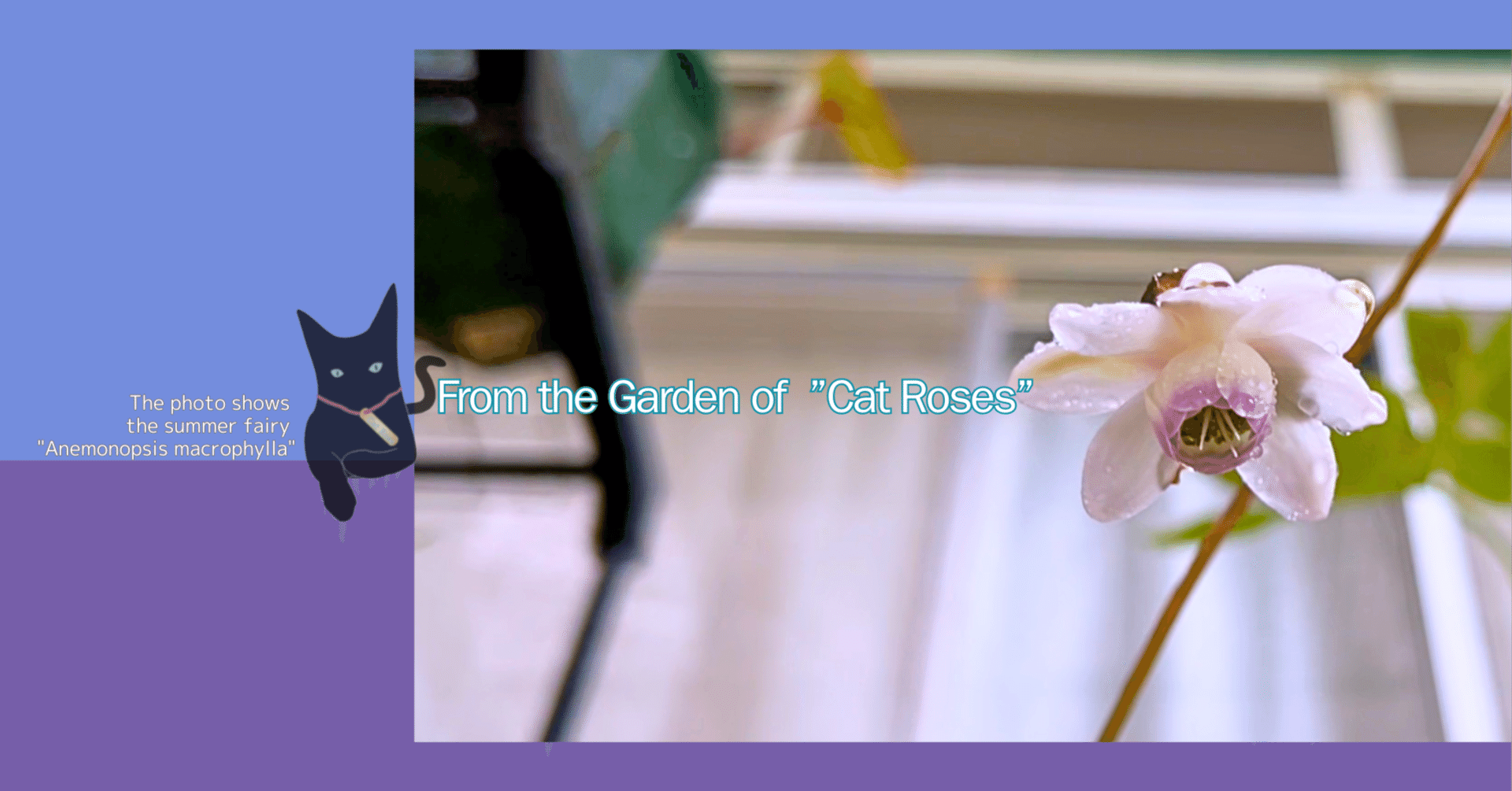 Cat Rose 「ガーデニングブログ Cat rosesの庭より」｜note