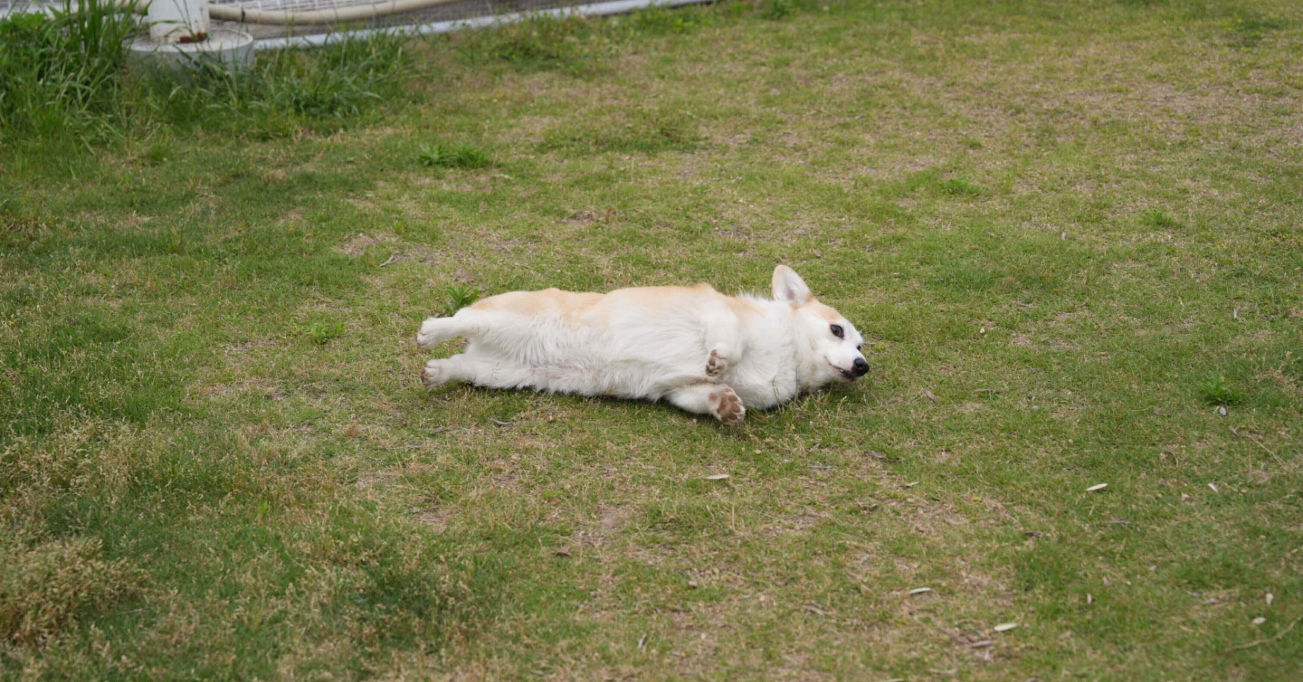 FP Yoshimitsu ｜note