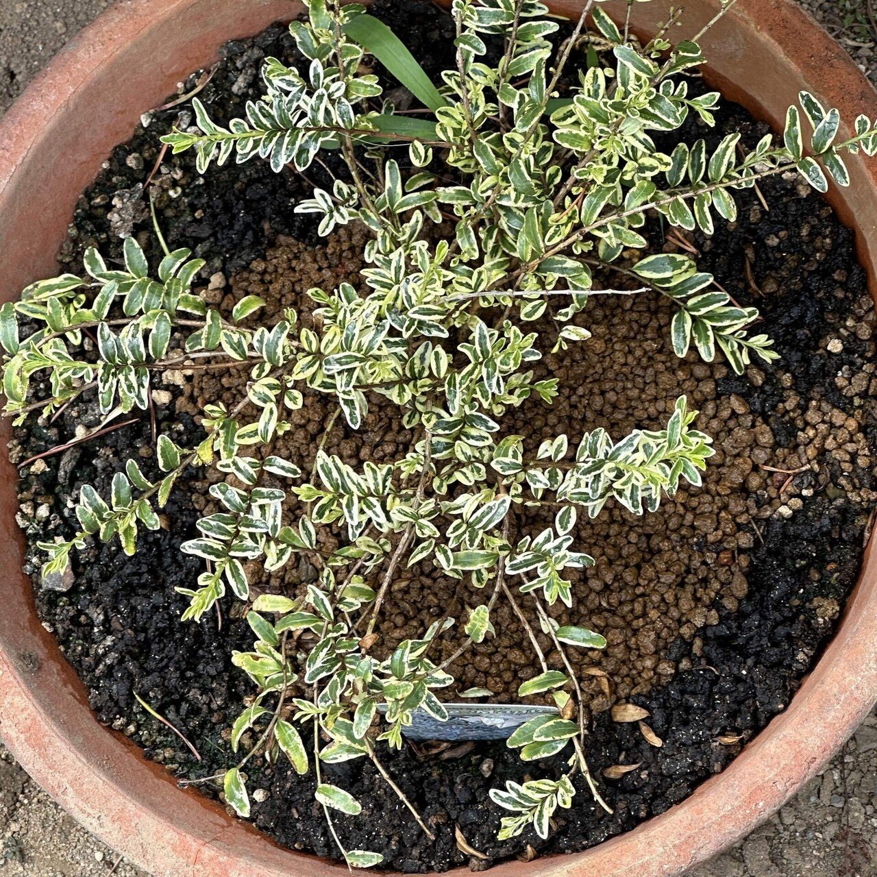 葉っぱを愛でる木｜kenji comp