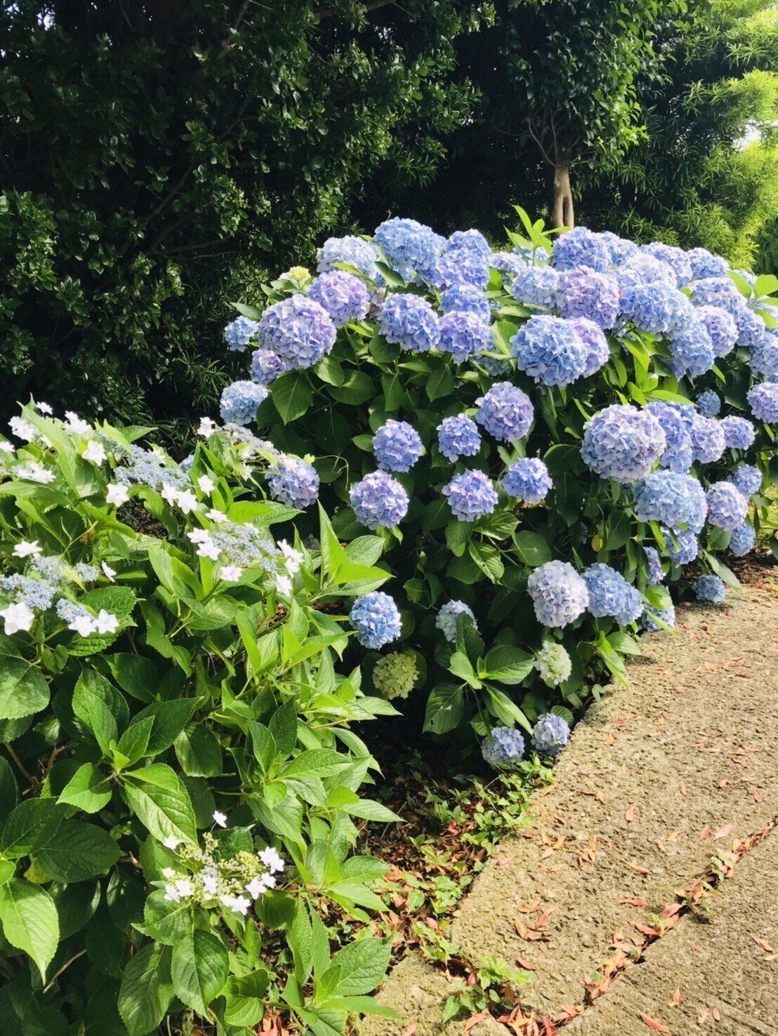 もも（momo）｜note