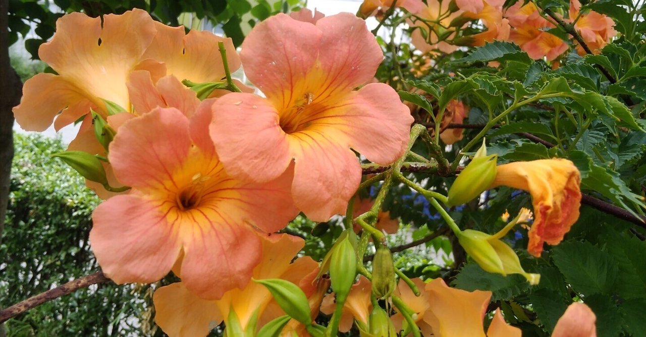 ノウゼンカズラ（凌霄花）｜mimi fleur