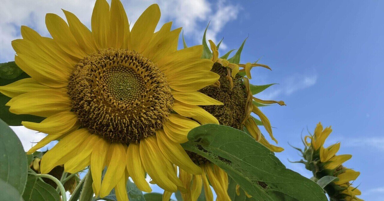 シンプルに夏を表す一枚｜ume_sendai