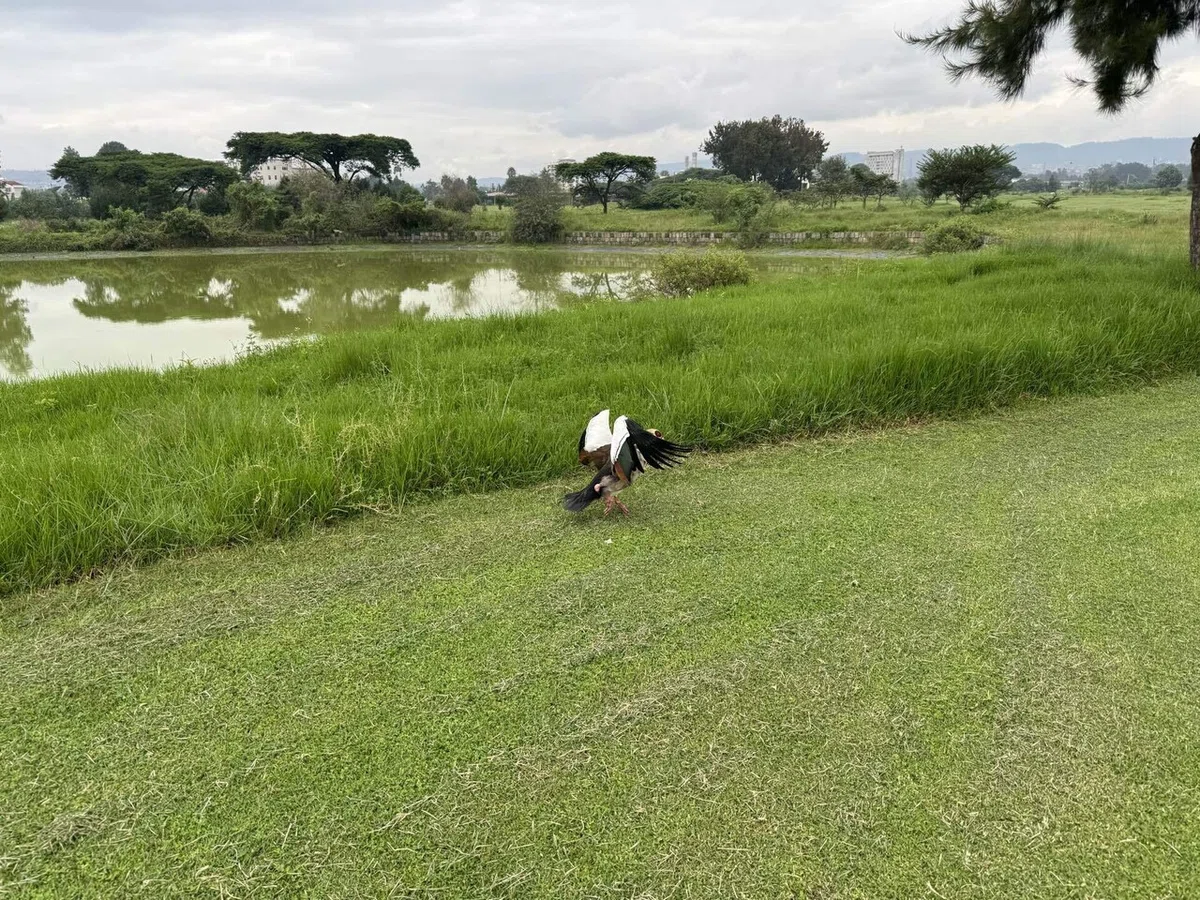 エチオピア アディスアベバでゴルフをしてみた Addis Ababa Golf Club｜nao_tra