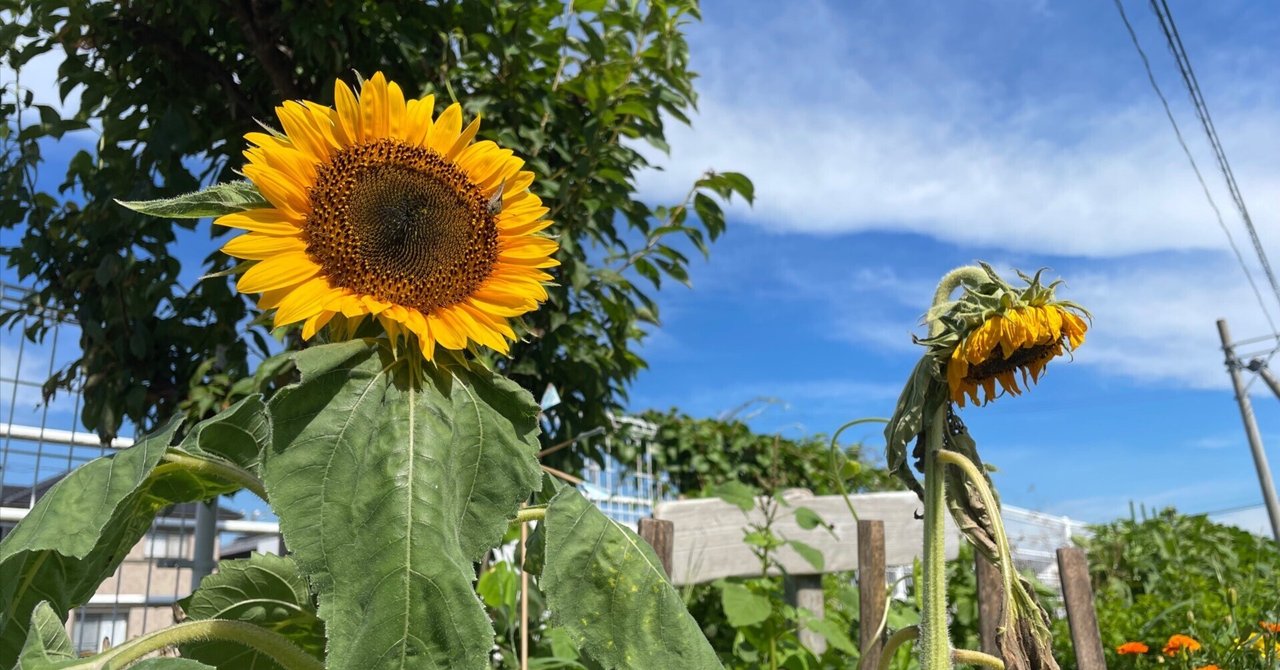7月まとめ☀️🌻🎇｜SANAE FARM | さなえファーム