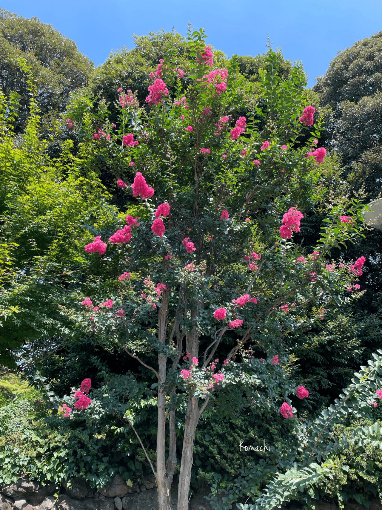 百日紅が美しい季節ですね。｜こまち
