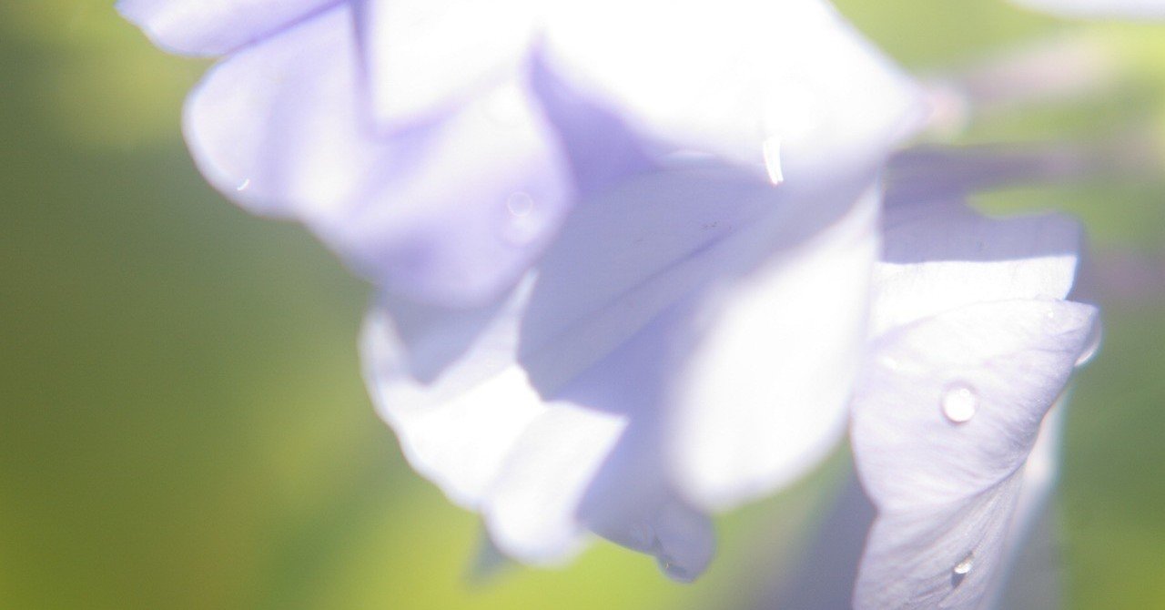 花みくじ｜Cosmic Suzu