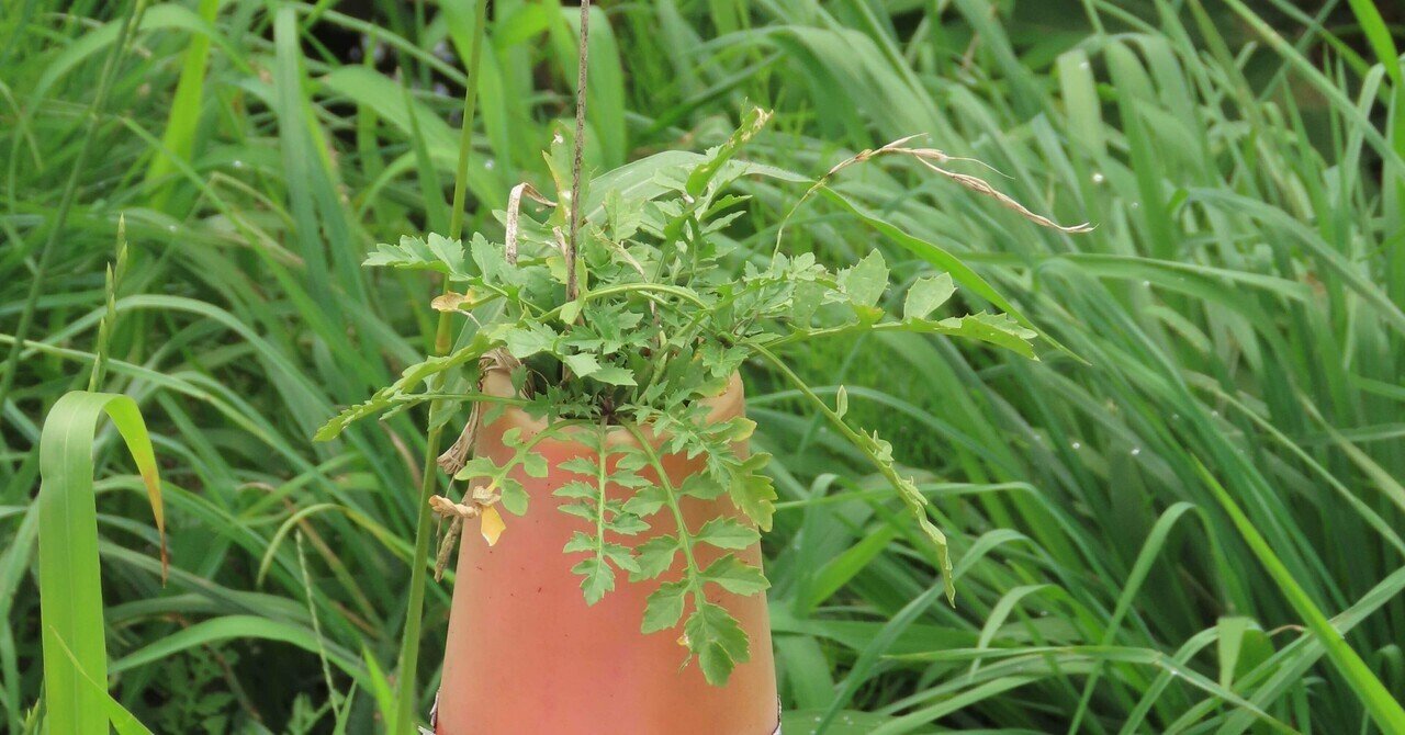 之哲／Yuki Satoru｜note