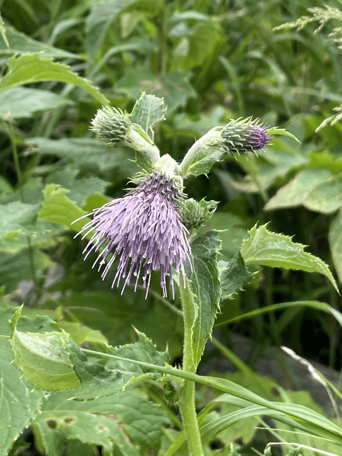 北海道・礼文島｜monochro studio