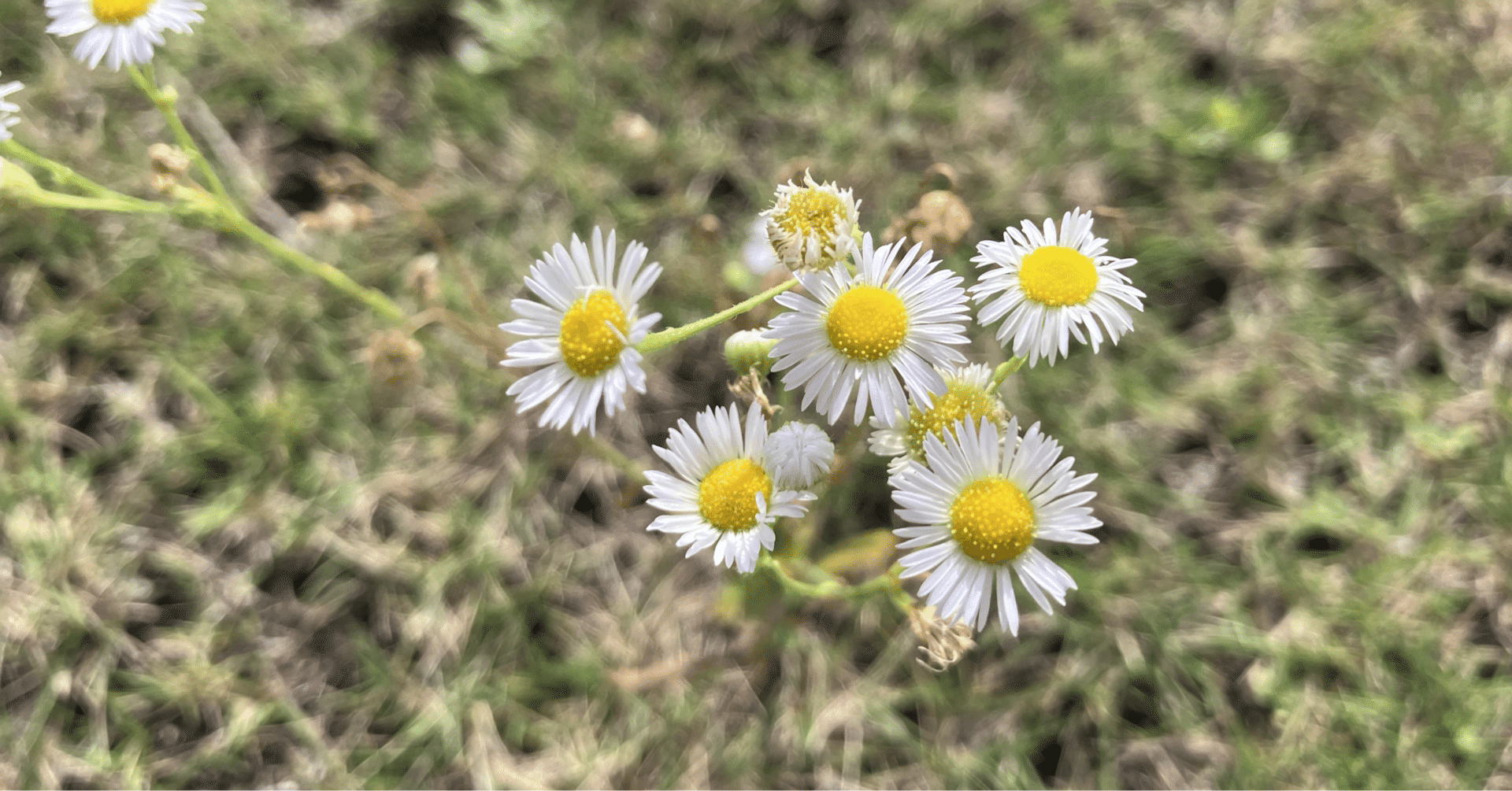 将来の現実のために！エッセイ集｜megu＊｜note