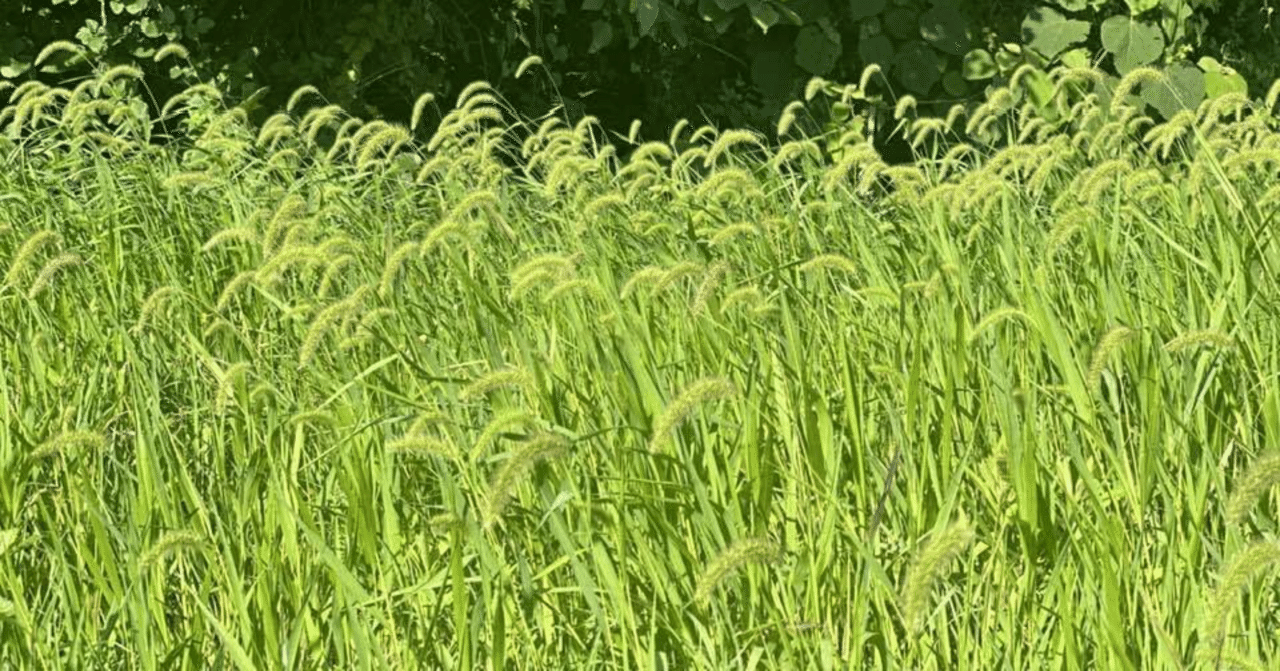 人生で一番贅沢なこと｜jiro surumeika