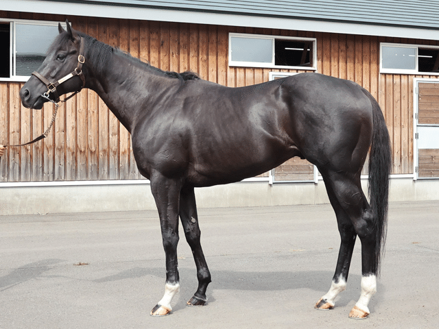 クファシル牡4…092（2C 2-1-0-4）[…着]｜igttys