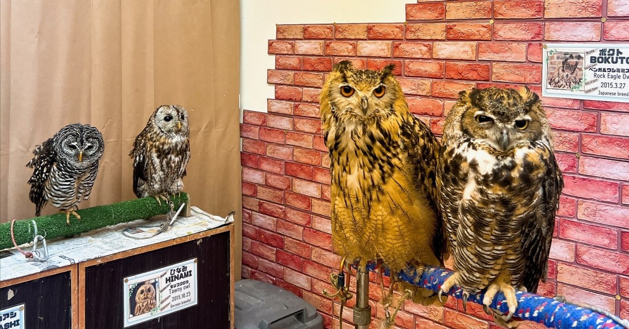 Mai | ギフテッド・2E教育専門家｜note