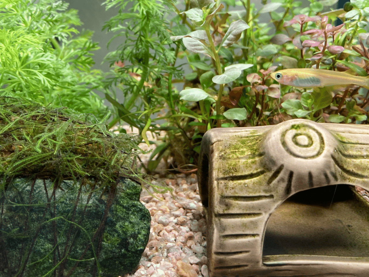 キョトン顔のヒメダカ君🐟 すーいすい｜Kentaro Kondo