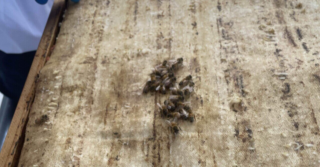 【養蜂生活日】｜yabusan（823）