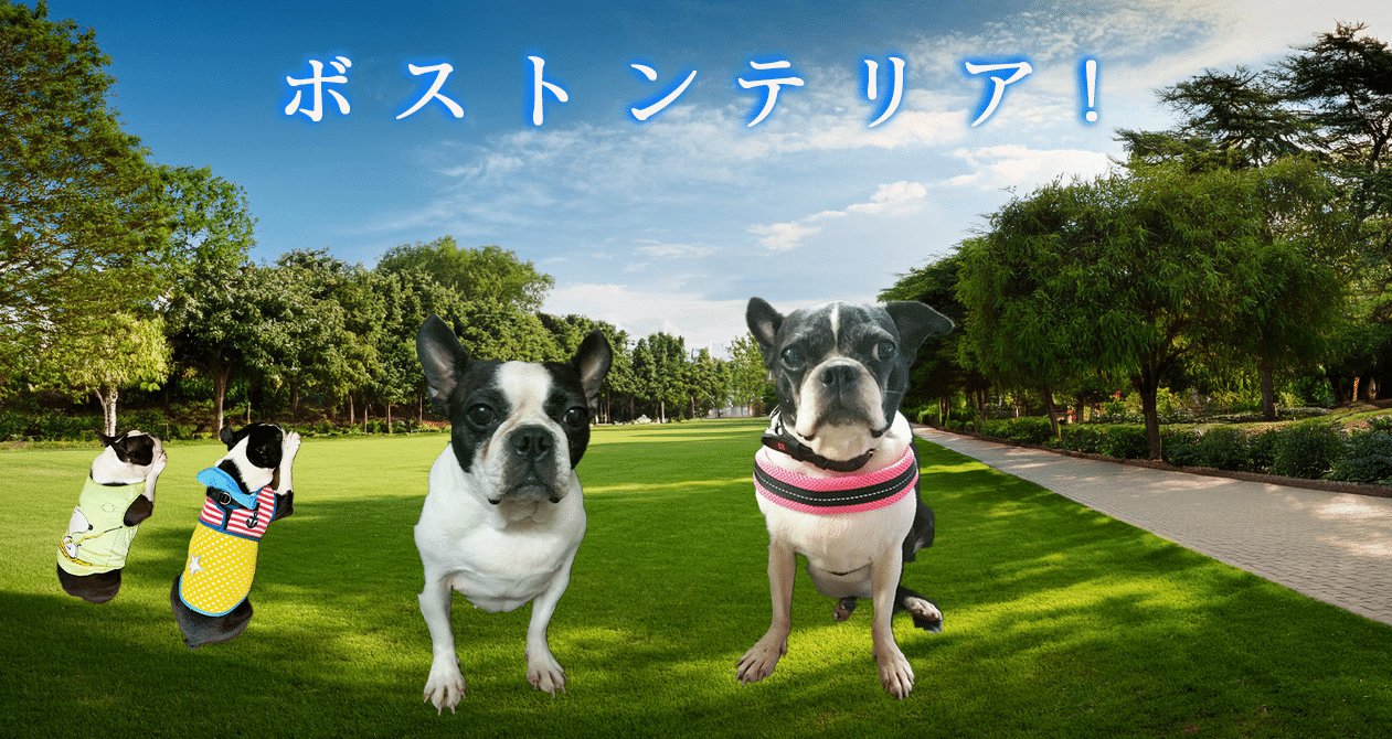 愛犬のボストンテリア｜新町真之介｜Shinmachi Shinnosuke｜note