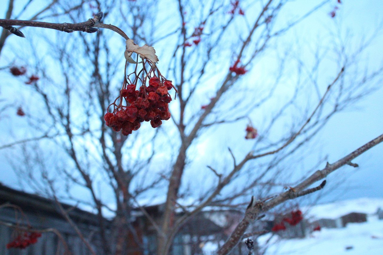 北極圏のちいさな町｜Yas Hig